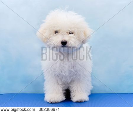 Cute Little Bichon Image & Photo (Free Trial) | Bigstock
