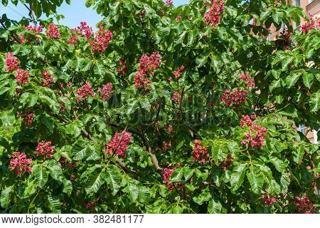 Rare Red Chestnut Tree Image & Photo (Free Trial) | Bigstock