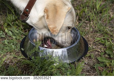 Hungry Labrador Image & Photo (Free Trial) | Bigstock