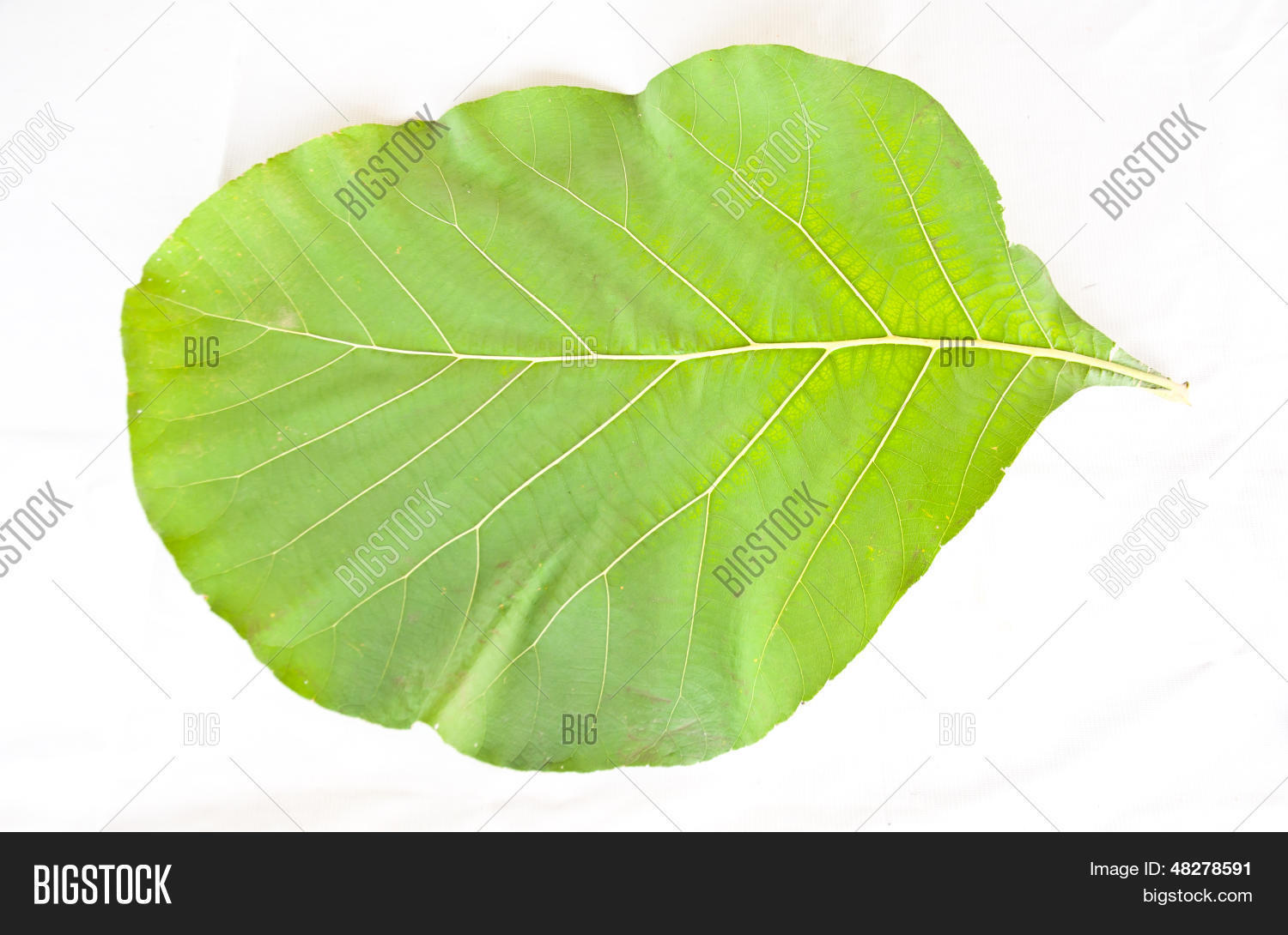 Teak Wood Leaf Image & Photo (Free Trial) | Bigstock