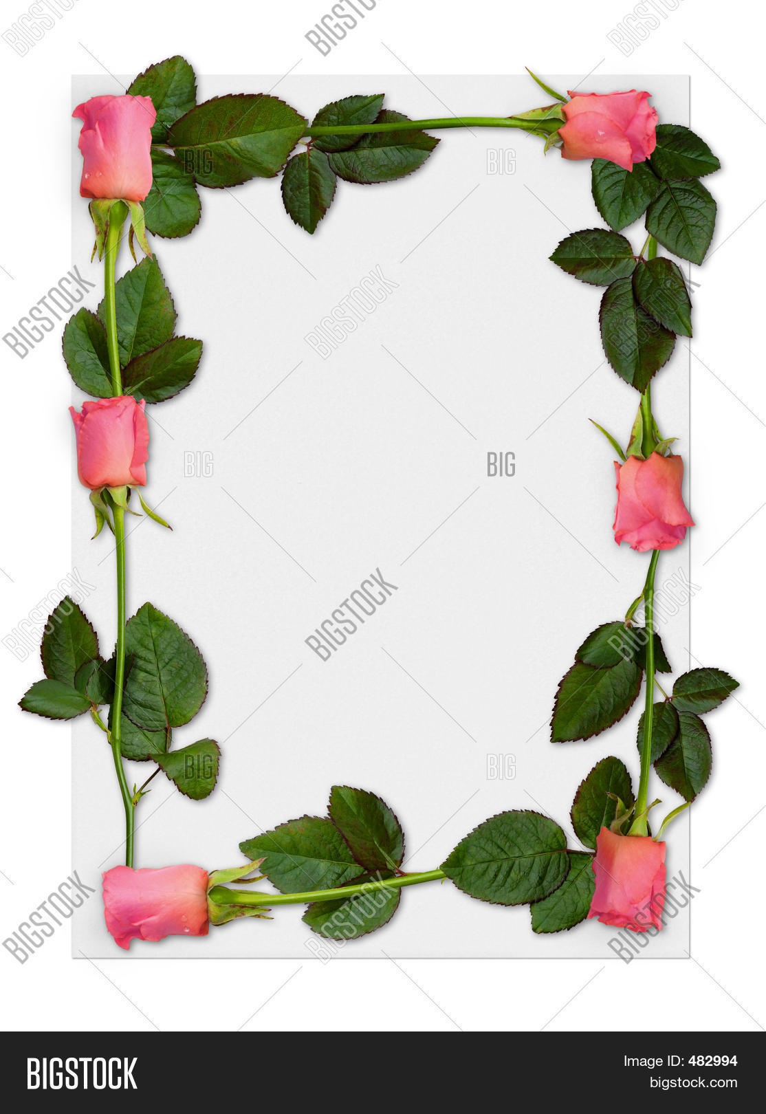 Rose Frame 1 Image & Photo (Free Trial) | Bigstock