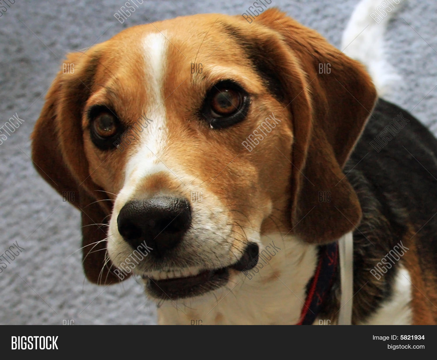 Smiling Beagle Image & Photo (Free Trial) | Bigstock