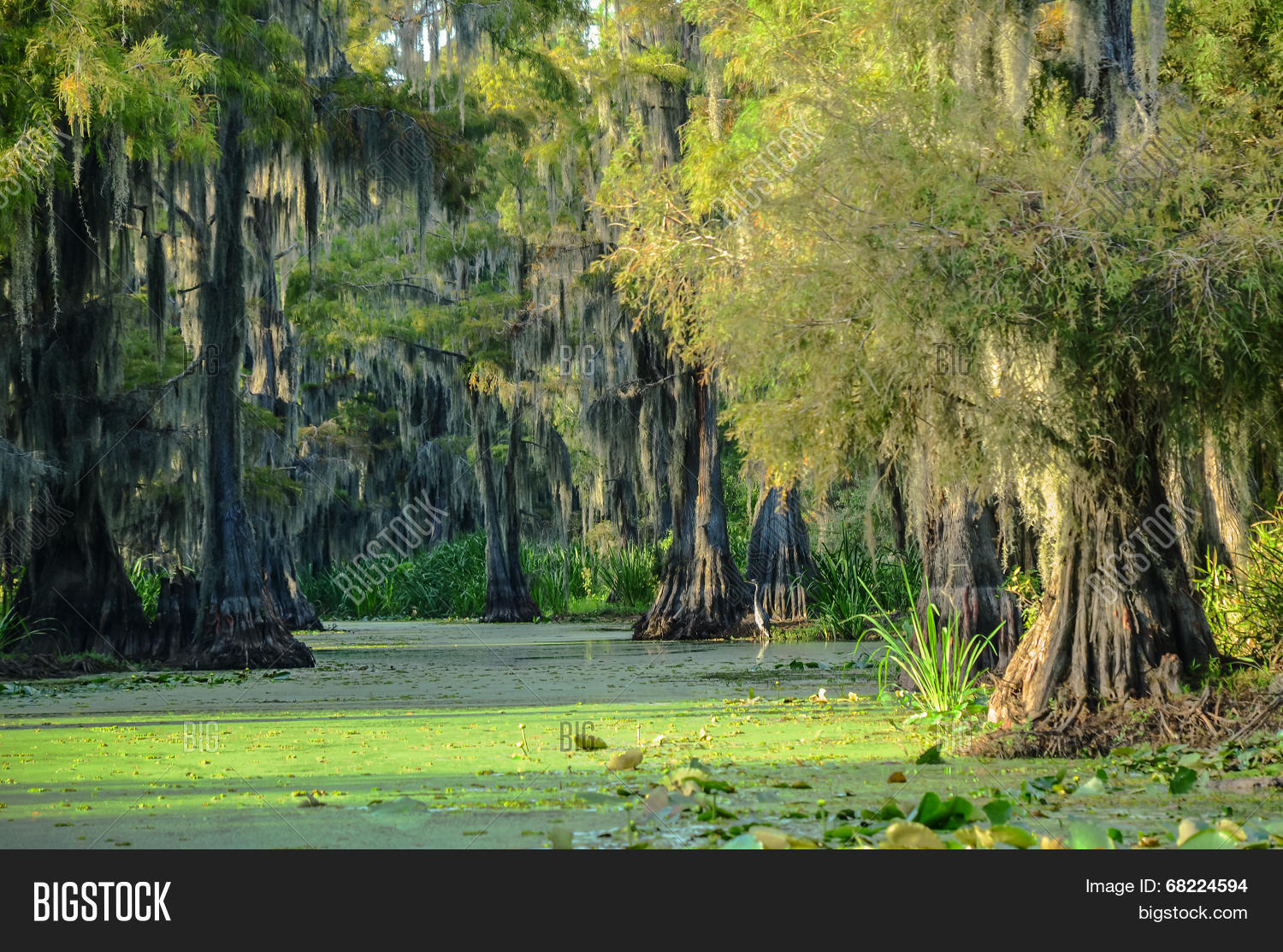 Swamp Scenic Image & Photo (Free Trial) | Bigstock