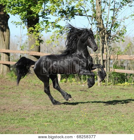 Mane Flying Images, Illustrations & Vectors (Free) - Bigstock