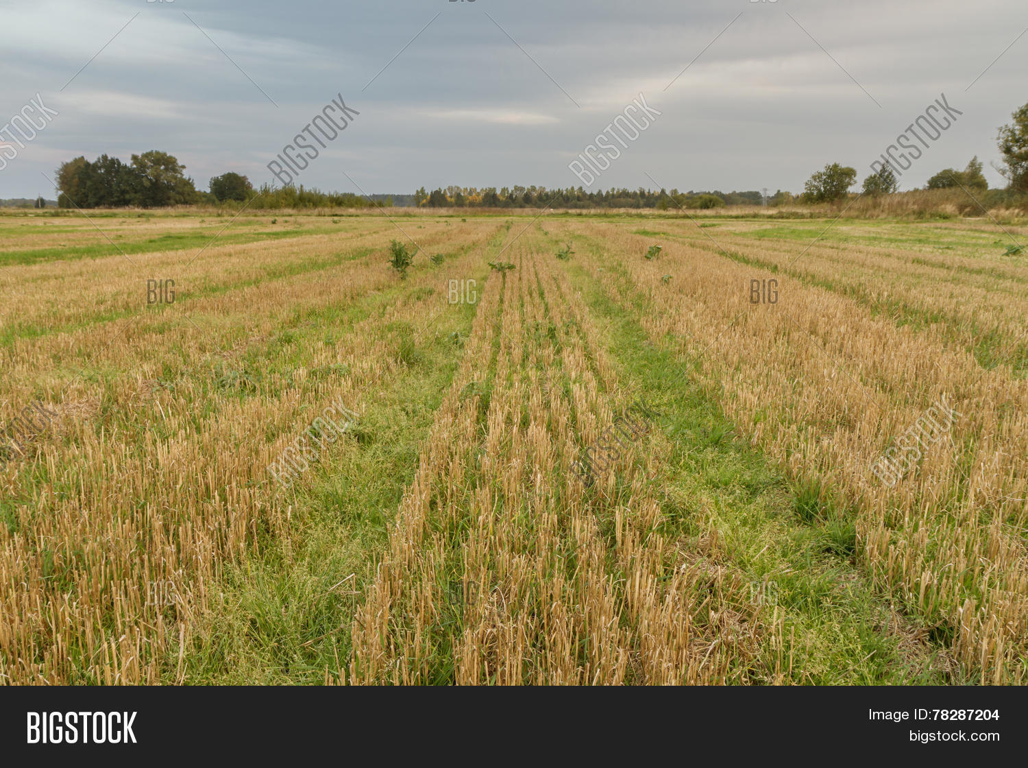 Many Cut Grass Stalk Image & Photo (Free Trial) | Bigstock