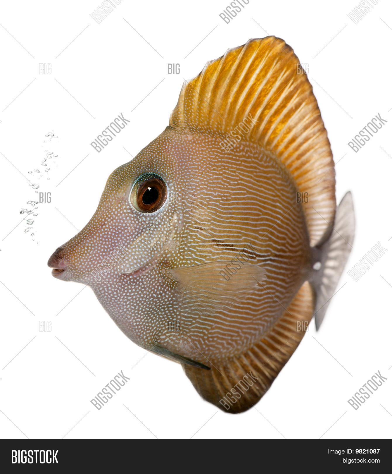 Scopas Tang Twotone Image & Photo (Free Trial) | Bigstock