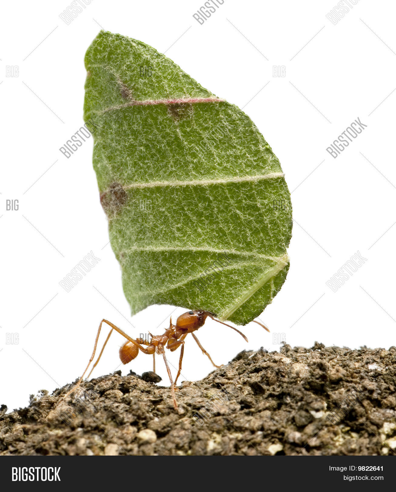 Leaf-cutter Ant, Image & Photo (Free Trial) | Bigstock