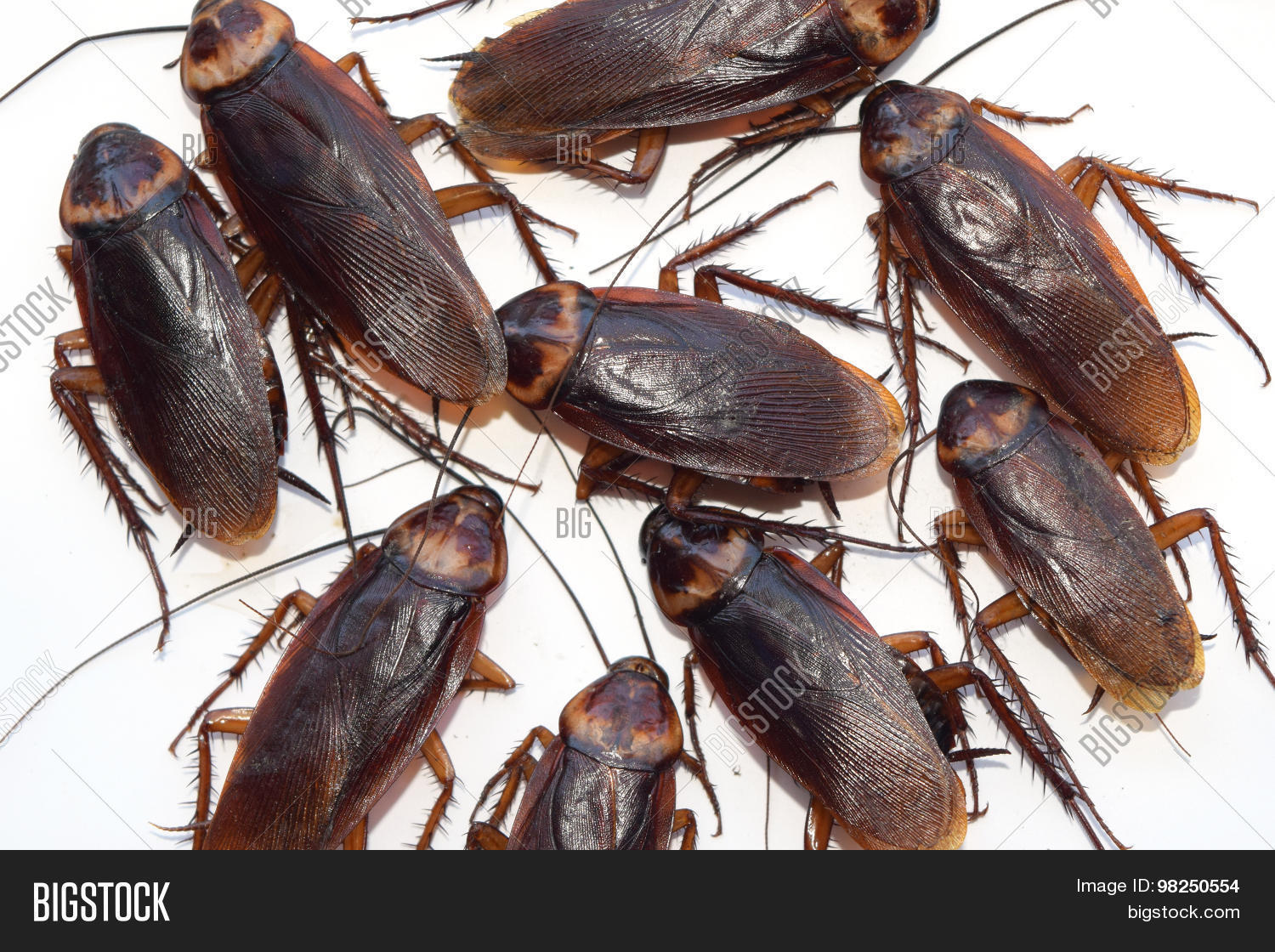 Group Walk Cockroach Image & Photo (Free Trial) | Bigstock