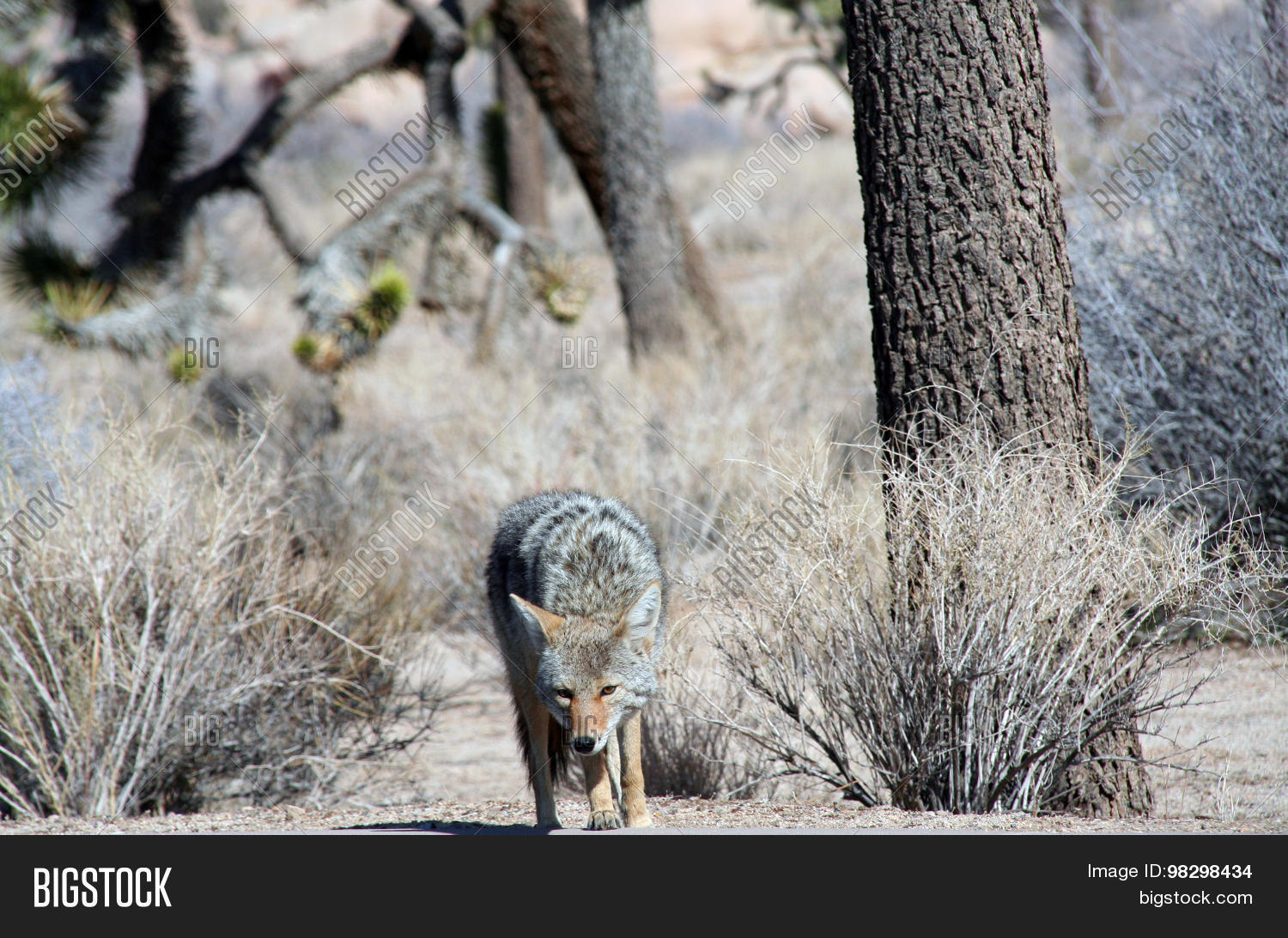 Coyote, Joshua Tree Image & Photo (Free Trial) | Bigstock