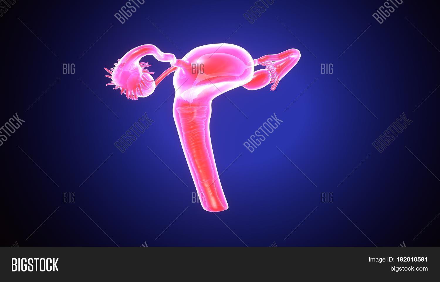 3D Illustration Female Image & Photo (Free Trial) | Bigstock