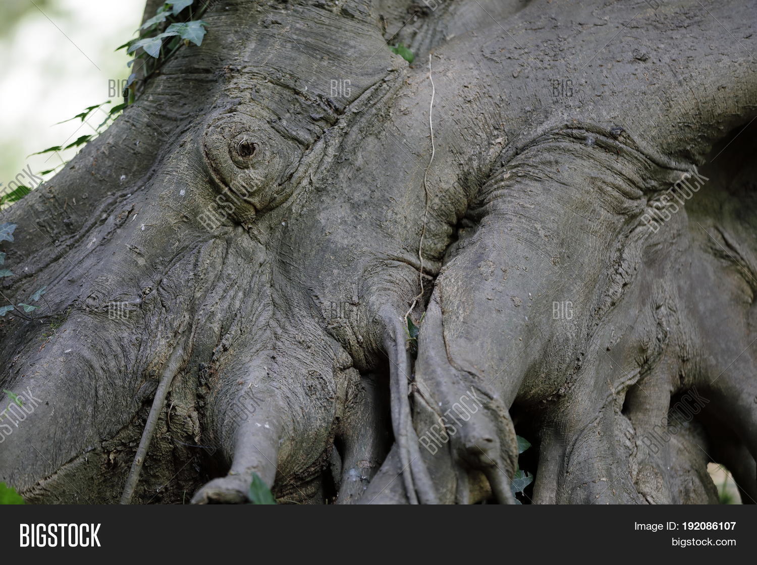 Roots Tree Head Image & Photo (Free Trial) | Bigstock