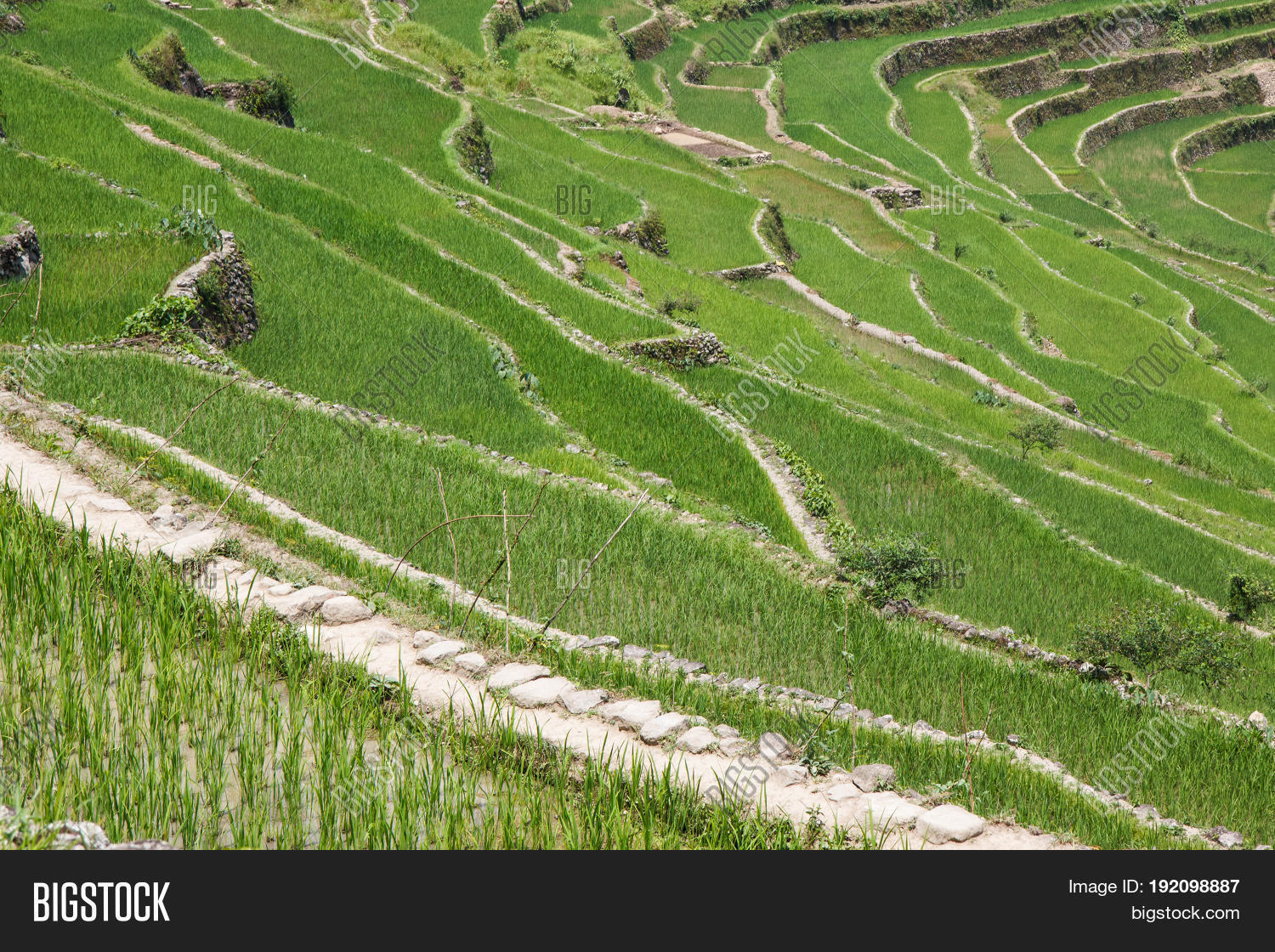 Batad Rice Field Image & Photo (Free Trial) | Bigstock
