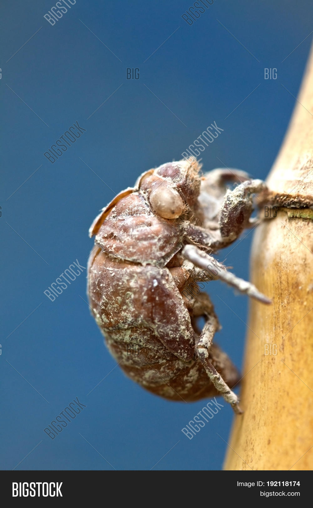 Cicada Exuviae Image & Photo (Free Trial) | Bigstock