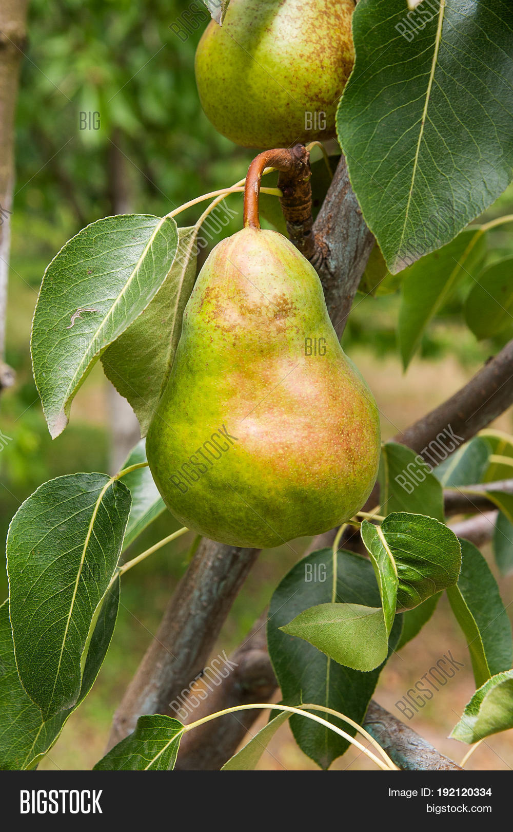 Shiny Delicious Pears Image & Photo (Free Trial) | Bigstock
