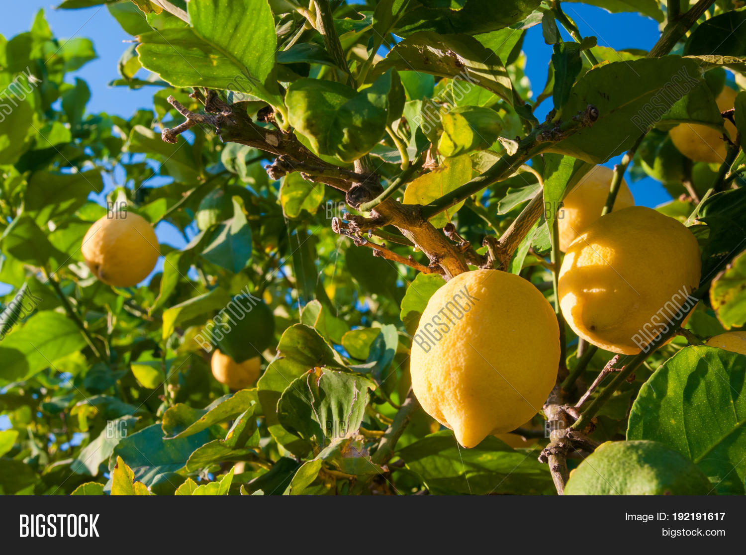 Lemons On Tree Image & Photo (Free Trial) | Bigstock