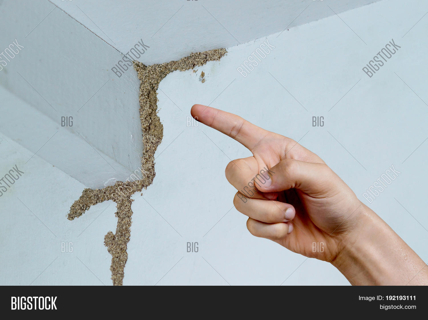 Hand Pointing Termite Image & Photo (Free Trial) | Bigstock