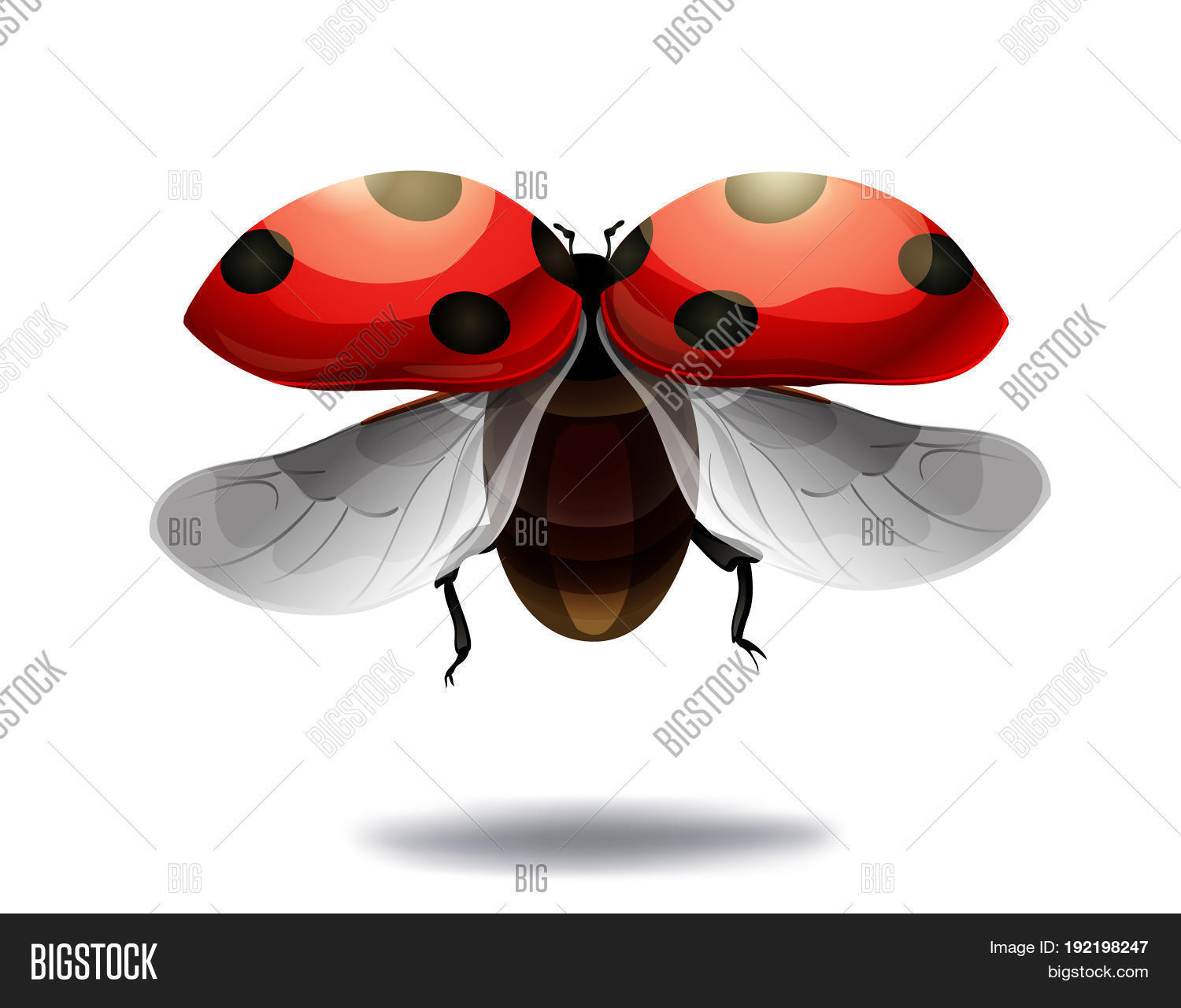 Flying Ladybug On Vector & Photo (Free Trial) | Bigstock