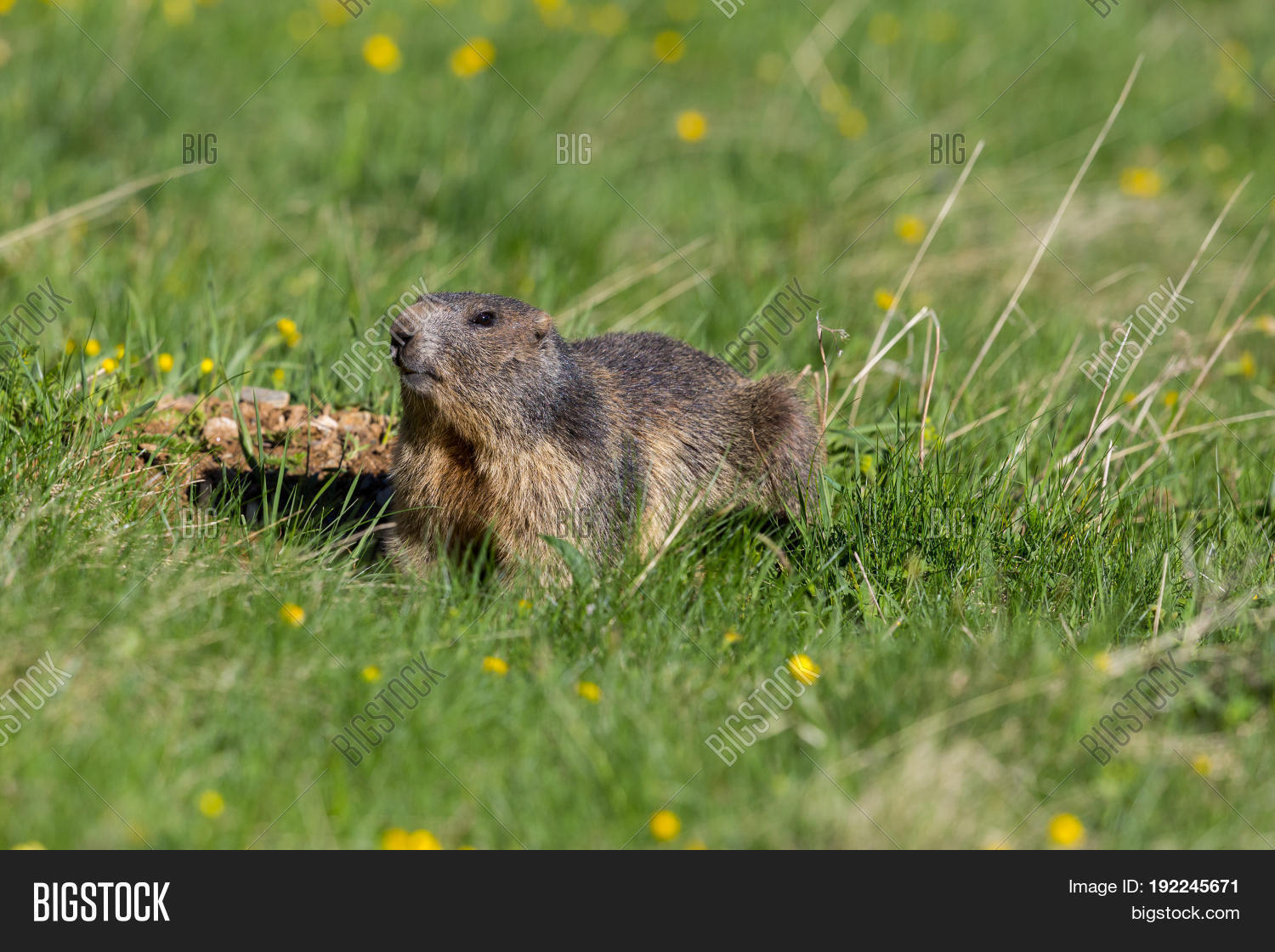 Portrait Groundhog ( Image & Photo (Free Trial) | Bigstock