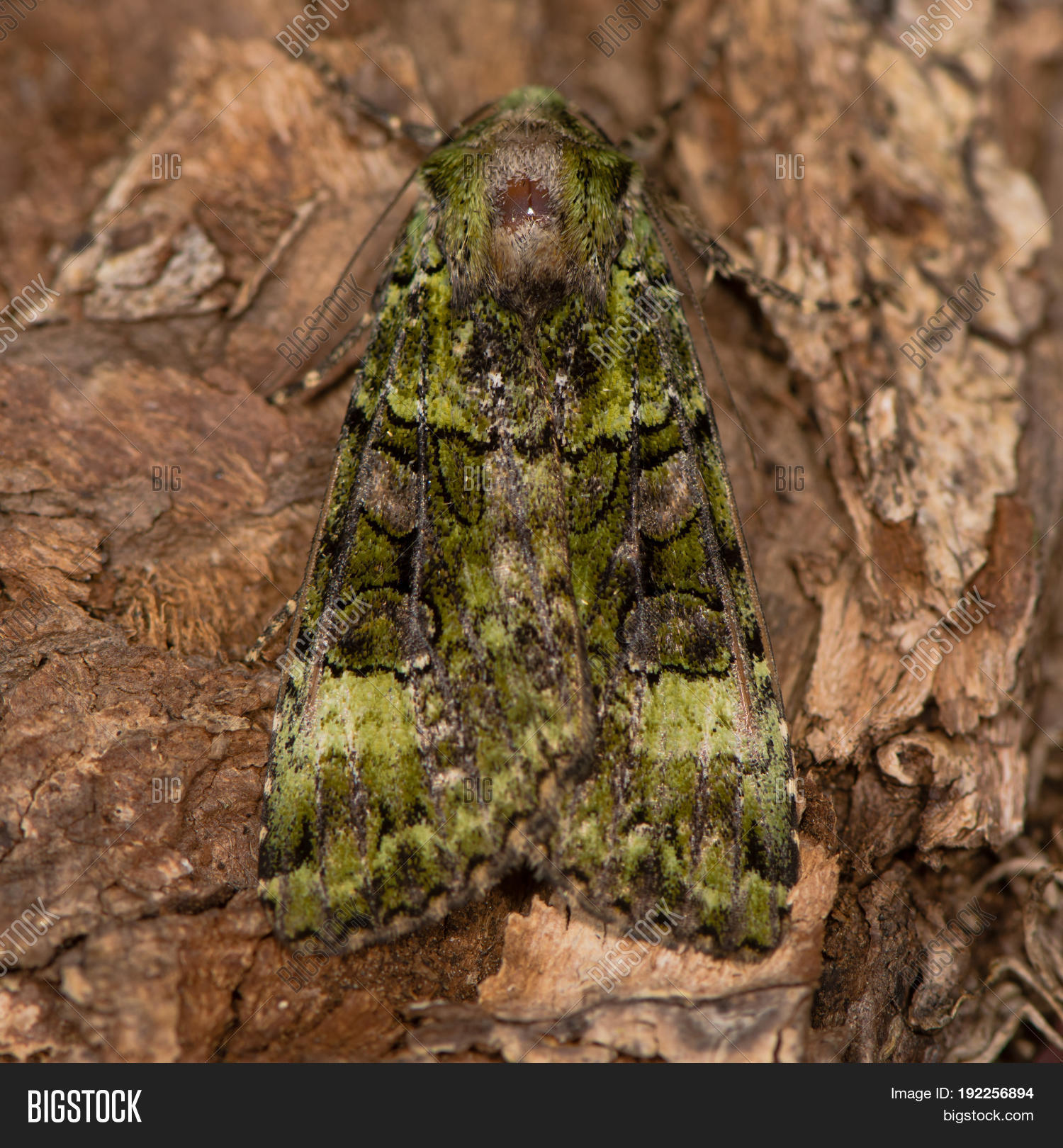 Green Arches ( Image & Photo (Free Trial) | Bigstock