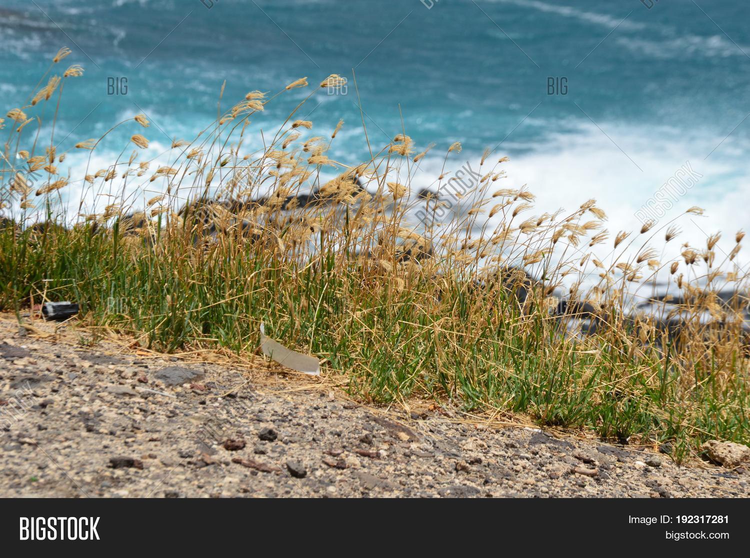 Hawaiian Pili Grass Image & Photo (Free Trial) | Bigstock