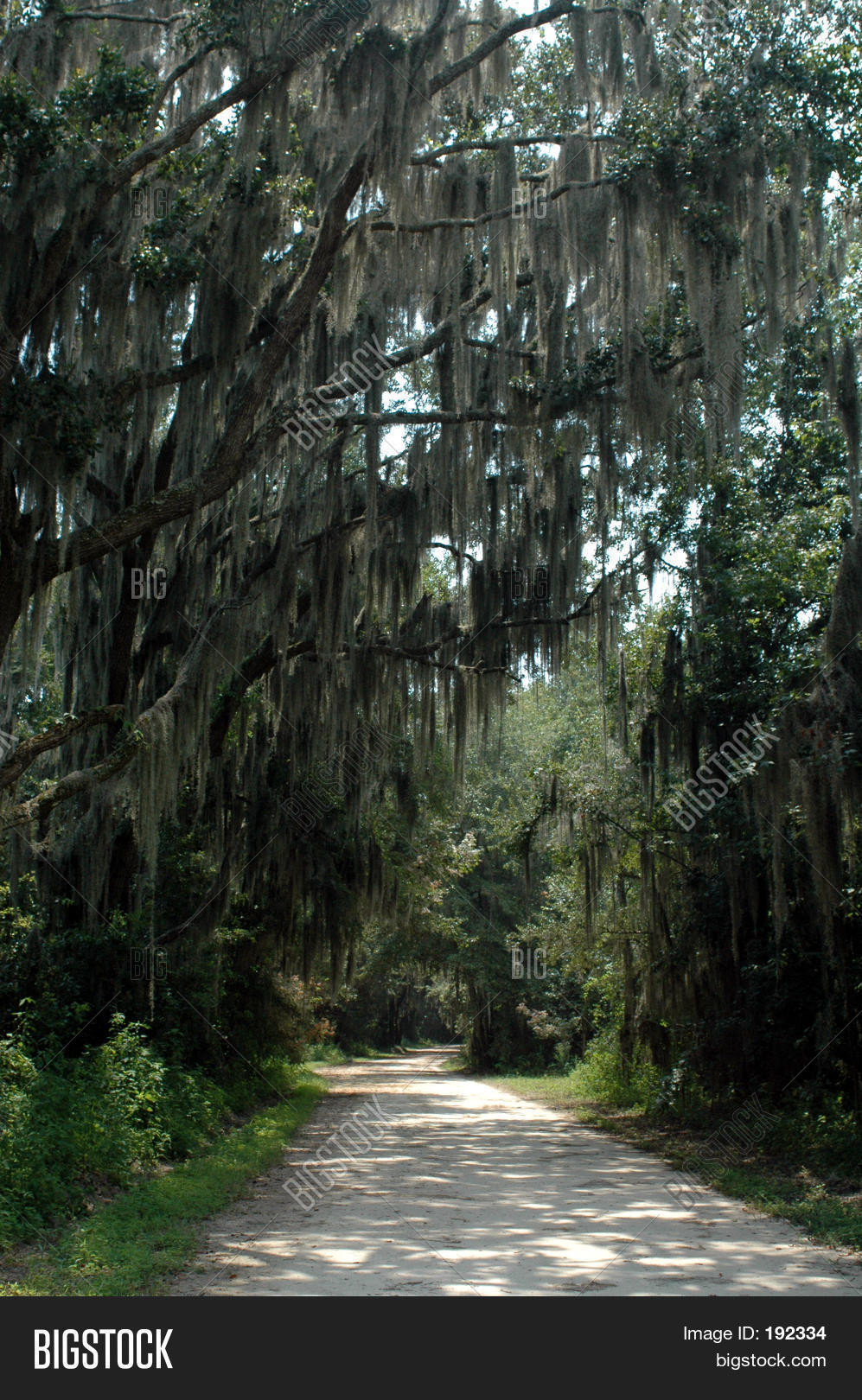 Moss Canopy Image & Photo (Free Trial) | Bigstock