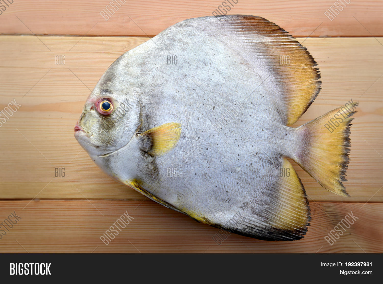 Fresh Round Batfish Image & Photo (Free Trial) | Bigstock