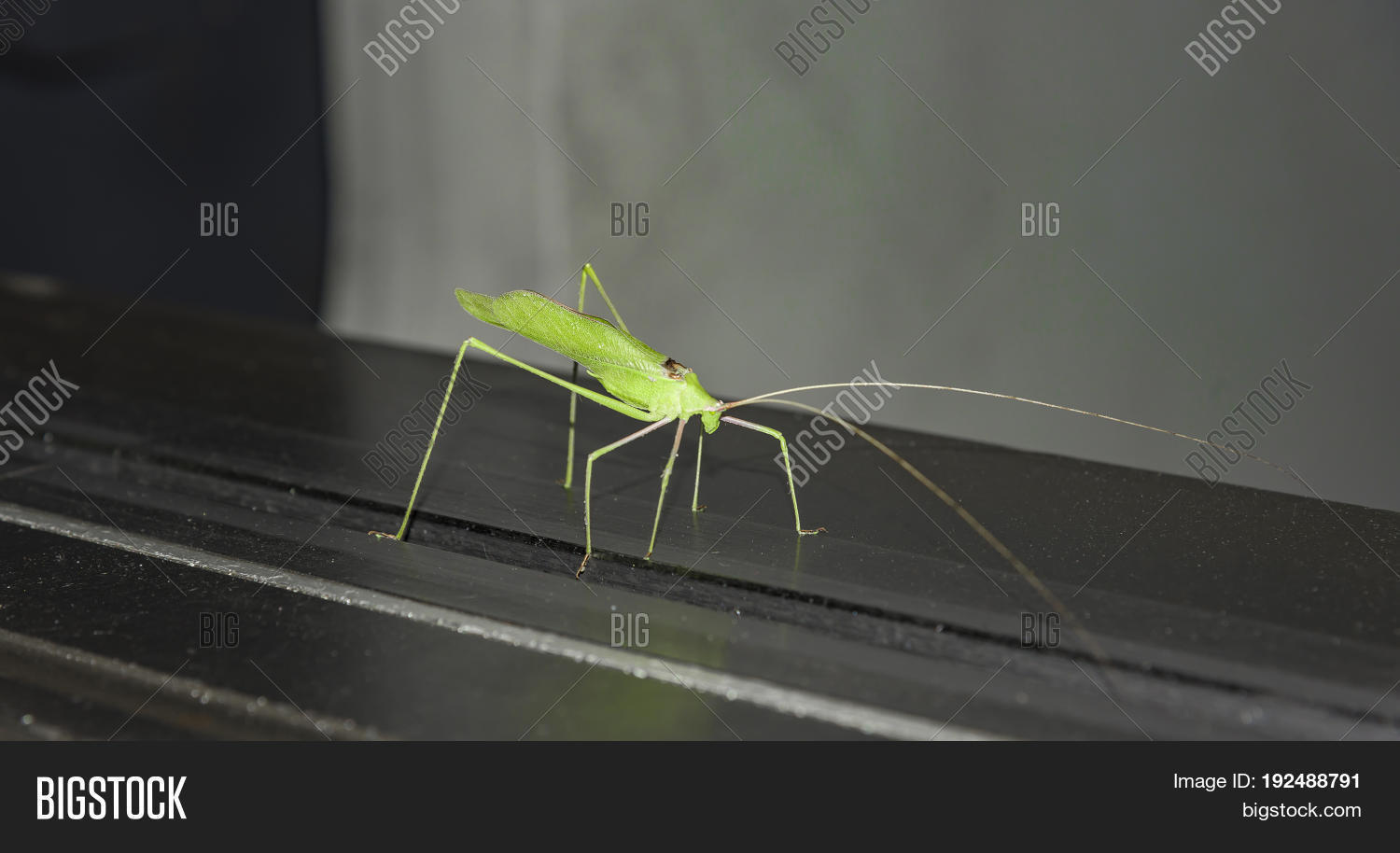Imagen y foto Large Green Insect (prueba gratis) | Bigstock