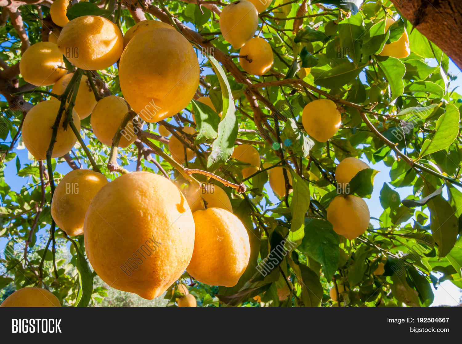 Lemons On Tree Image & Photo (Free Trial) | Bigstock