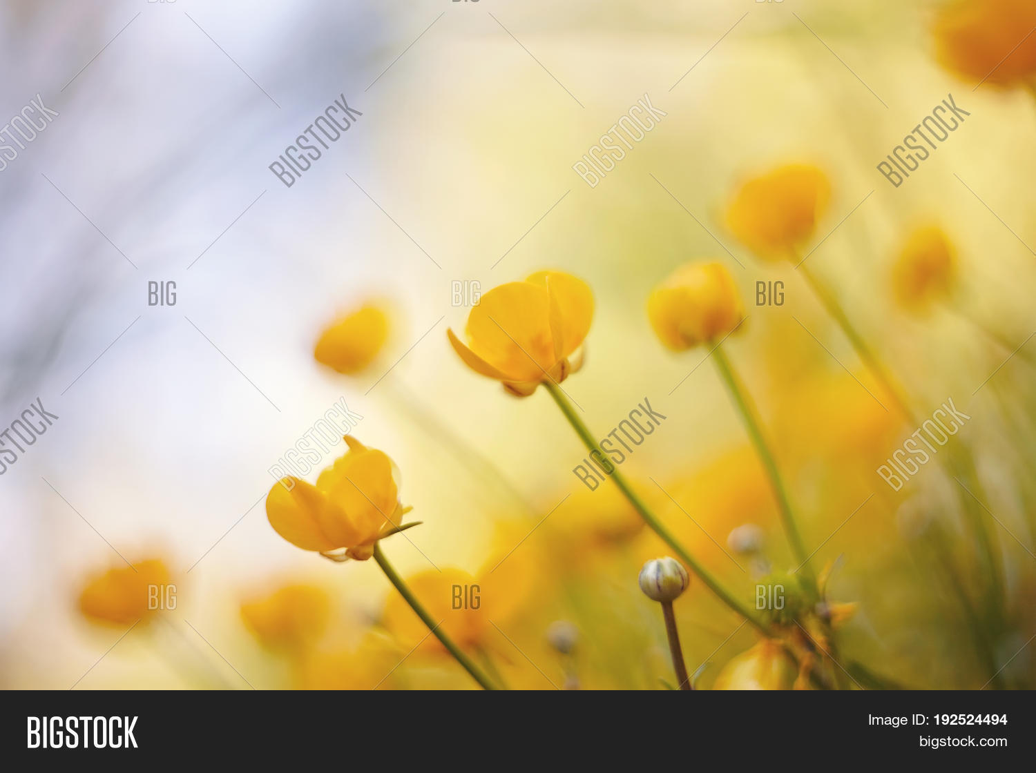 Yellow Summer Weed Image & Photo (Free Trial) | Bigstock