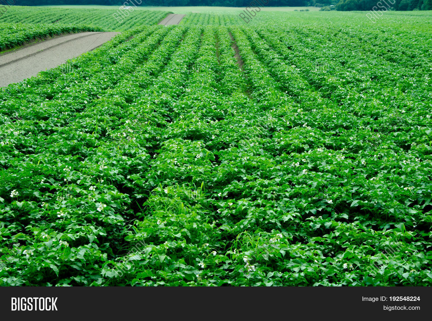 Potato Field Image & Photo (Free Trial) | Bigstock