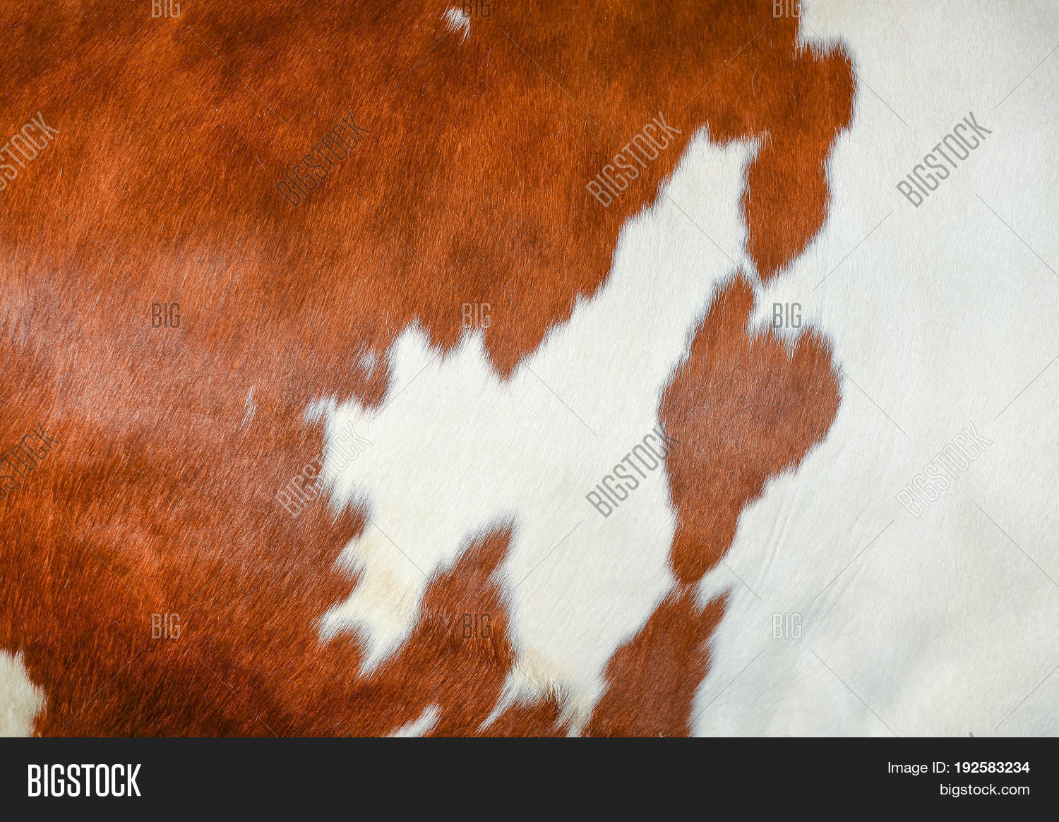 Texture Brown Spotted Image & Photo (Free Trial) | Bigstock