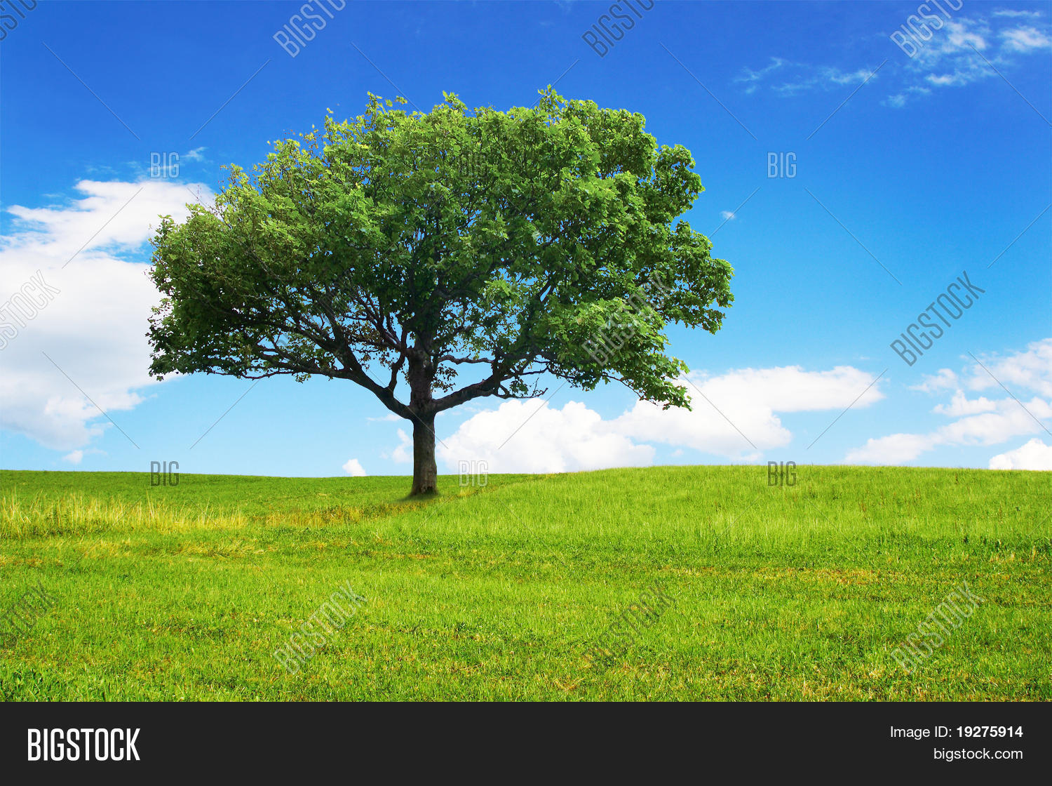 One Big Tree On Green Image & Photo (Free Trial) | Bigstock