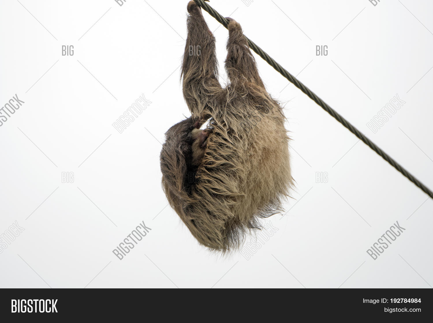 Two Toed Sloth Hanging Image & Photo (Free Trial) | Bigstock