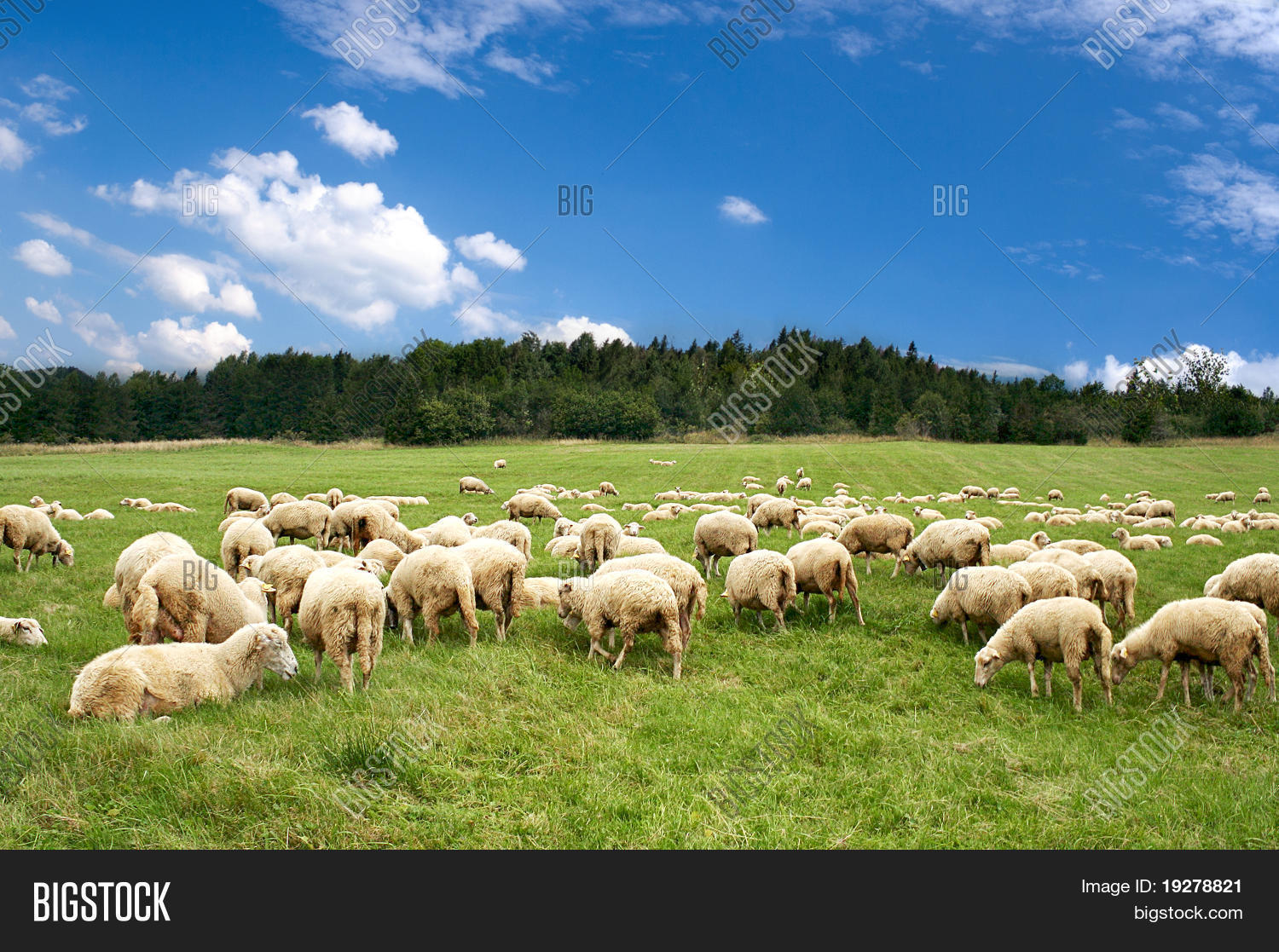Sheep On Beautiful Image & Photo (Free Trial) | Bigstock