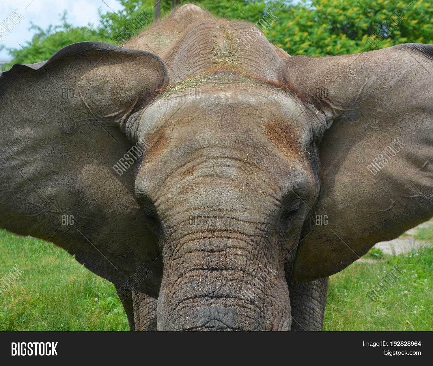 Elephants Large Image & Photo (Free Trial) | Bigstock