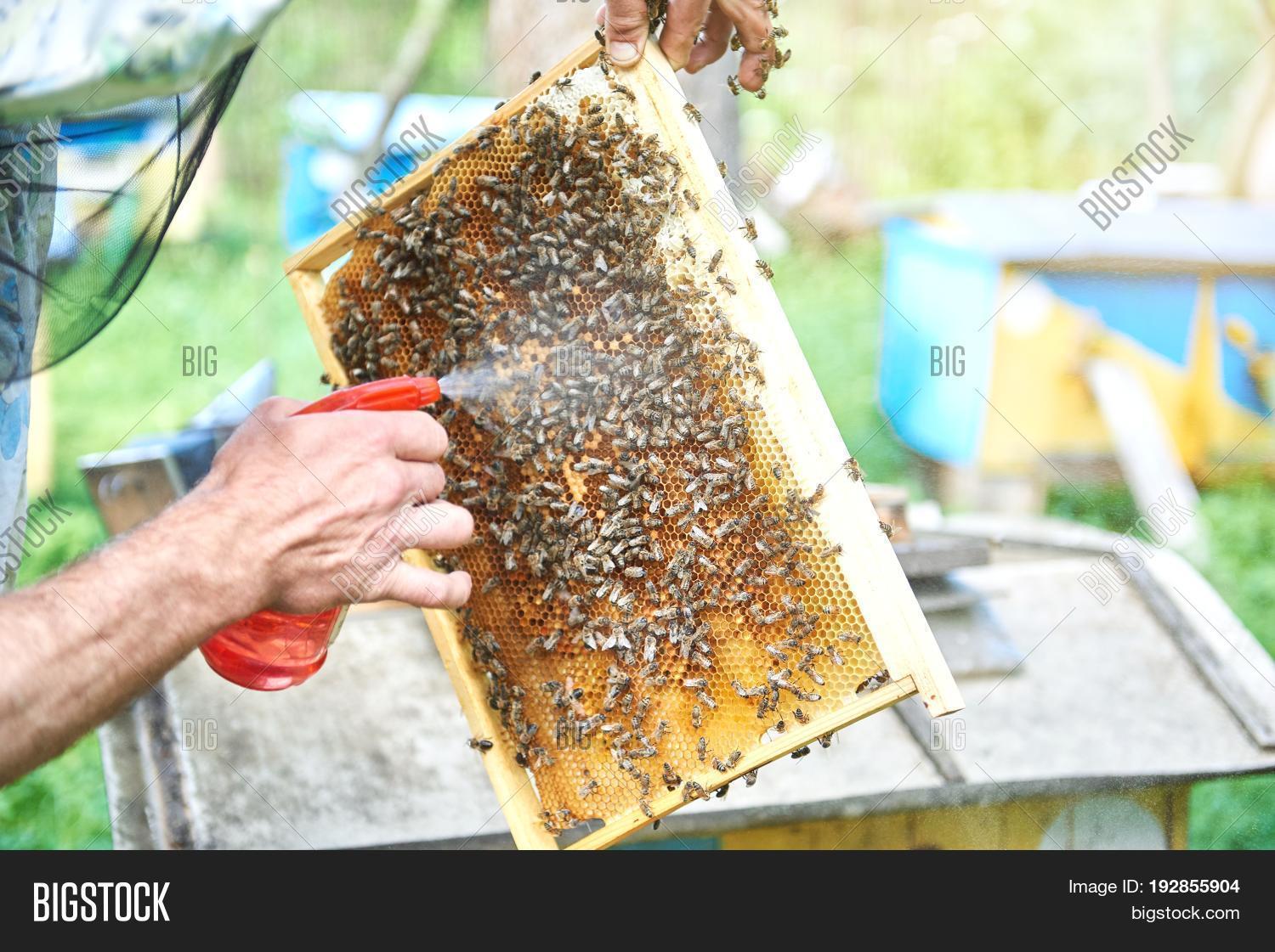 Professional Beekeeper Image & Photo (Free Trial) | Bigstock