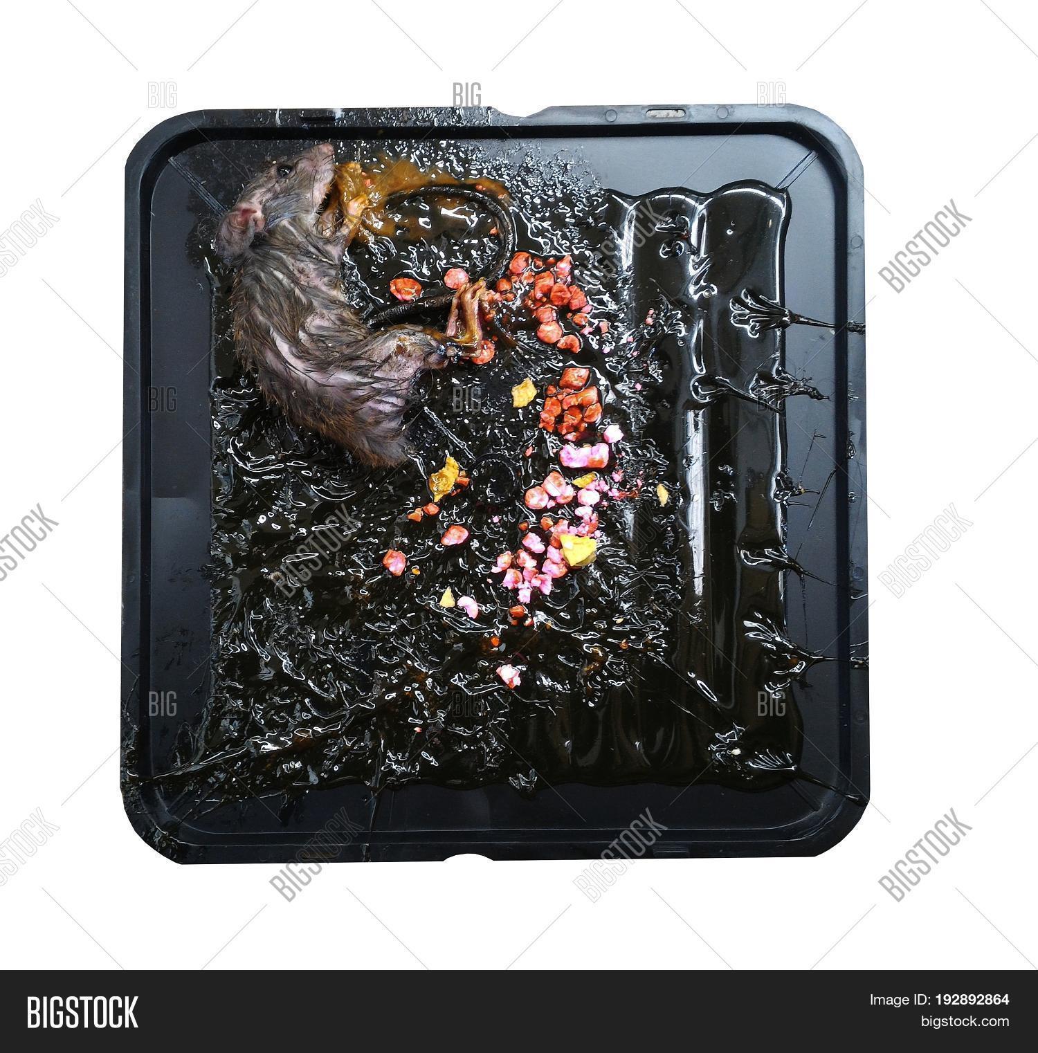 Isolated Death Mouse Image & Photo (Free Trial) | Bigstock