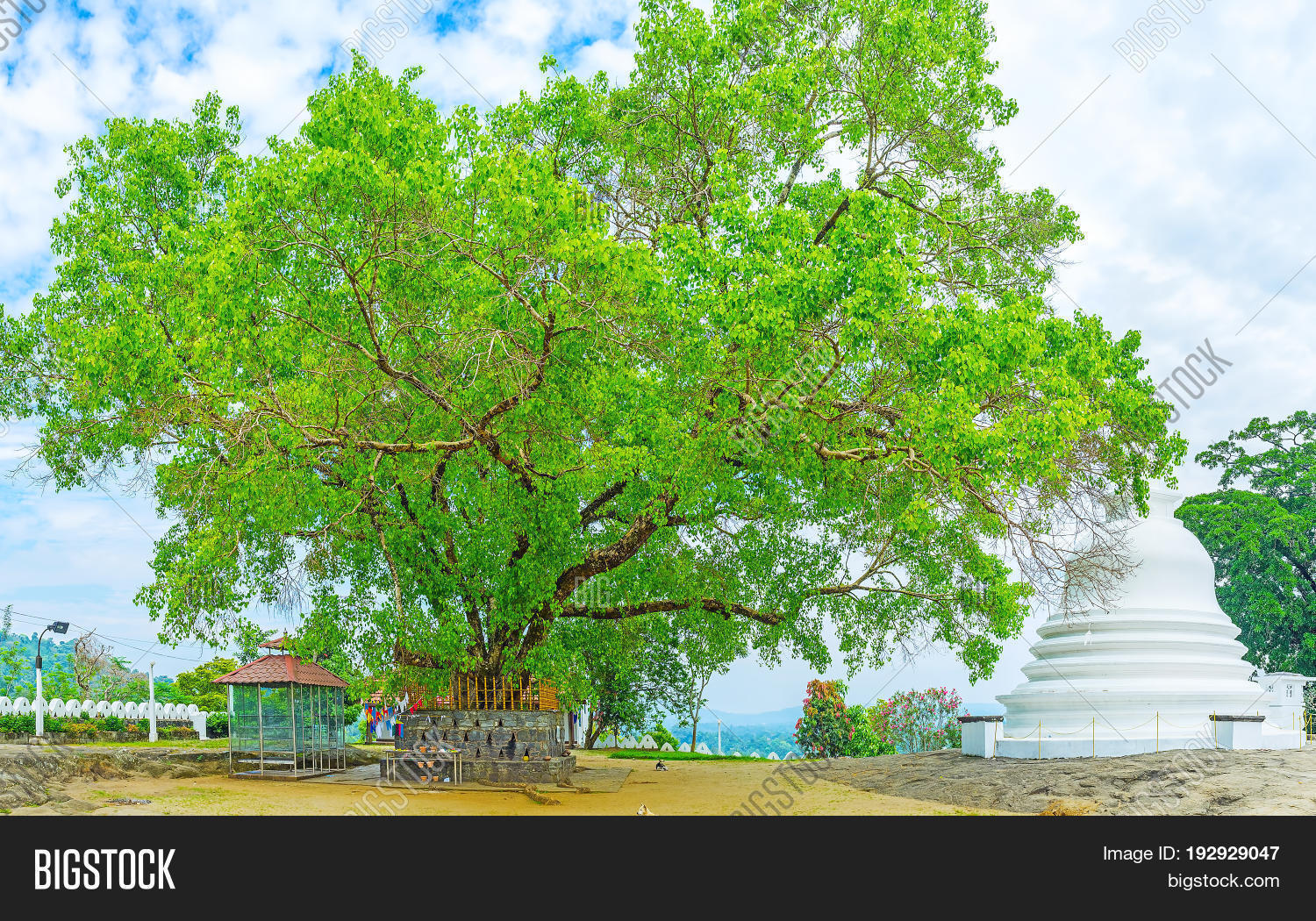 Giant Old Bodhi Tree Image & Photo (Free Trial) | Bigstock