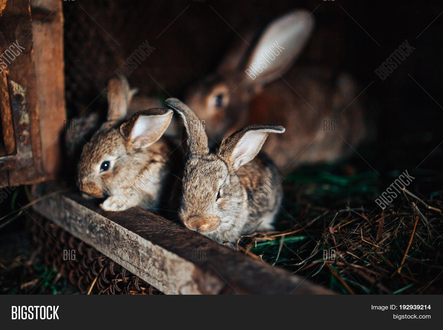 Family Rabbits Mom Image & Photo (Free Trial) | Bigstock