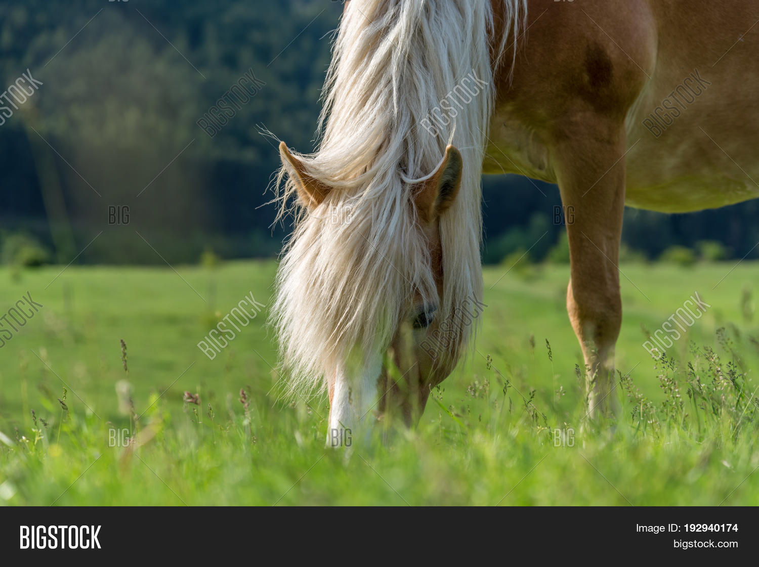 Beautiful Red Horse Image & Photo (Free Trial) | Bigstock