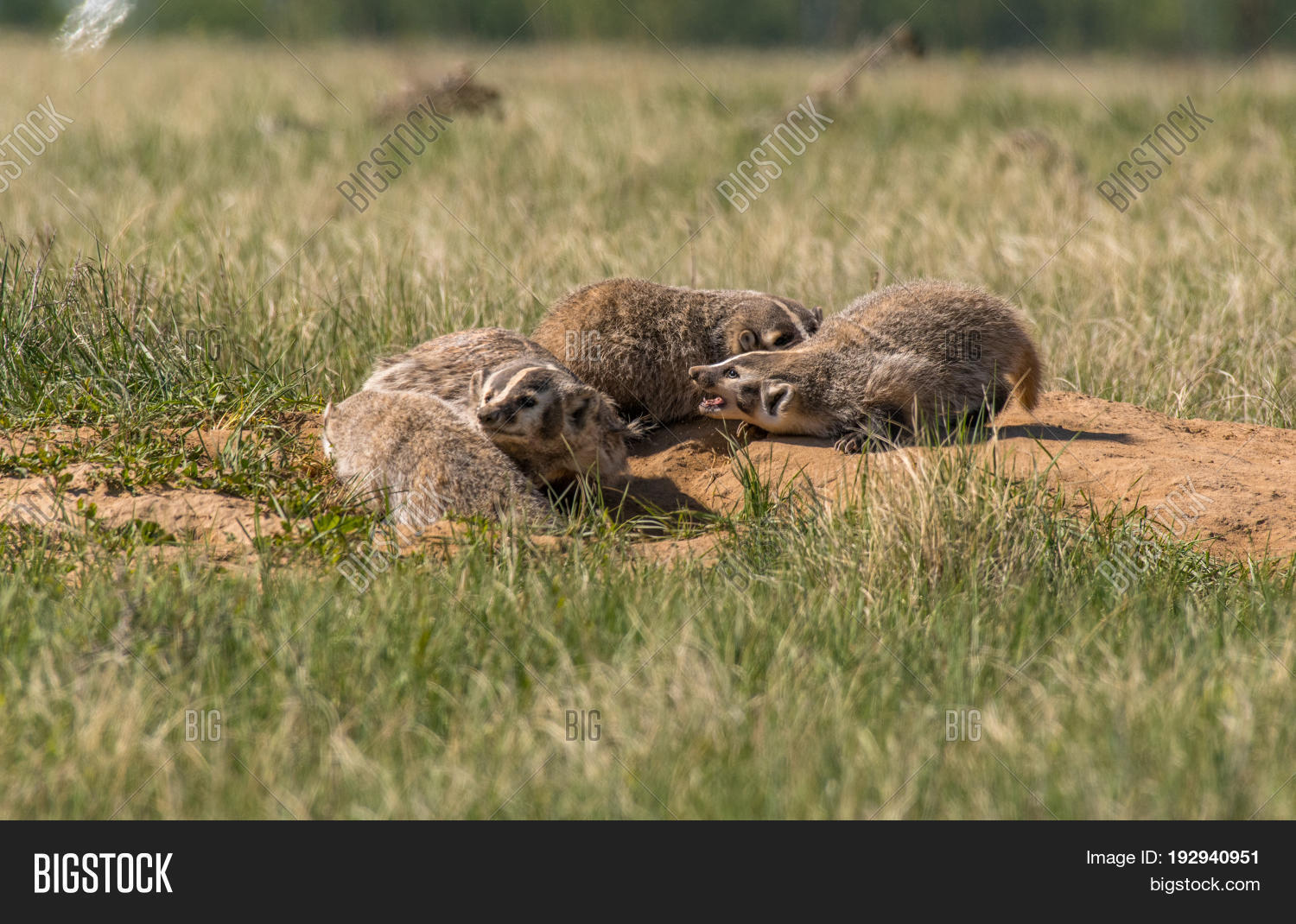 American Badger Cub Image & Photo (Free Trial) | Bigstock