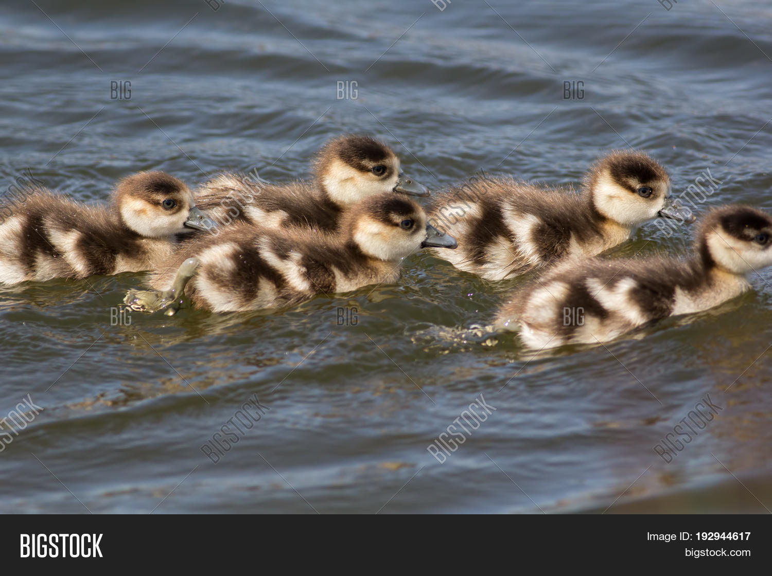 Baby Egyptian Goose ( Image & Photo (Free Trial) | Bigstock