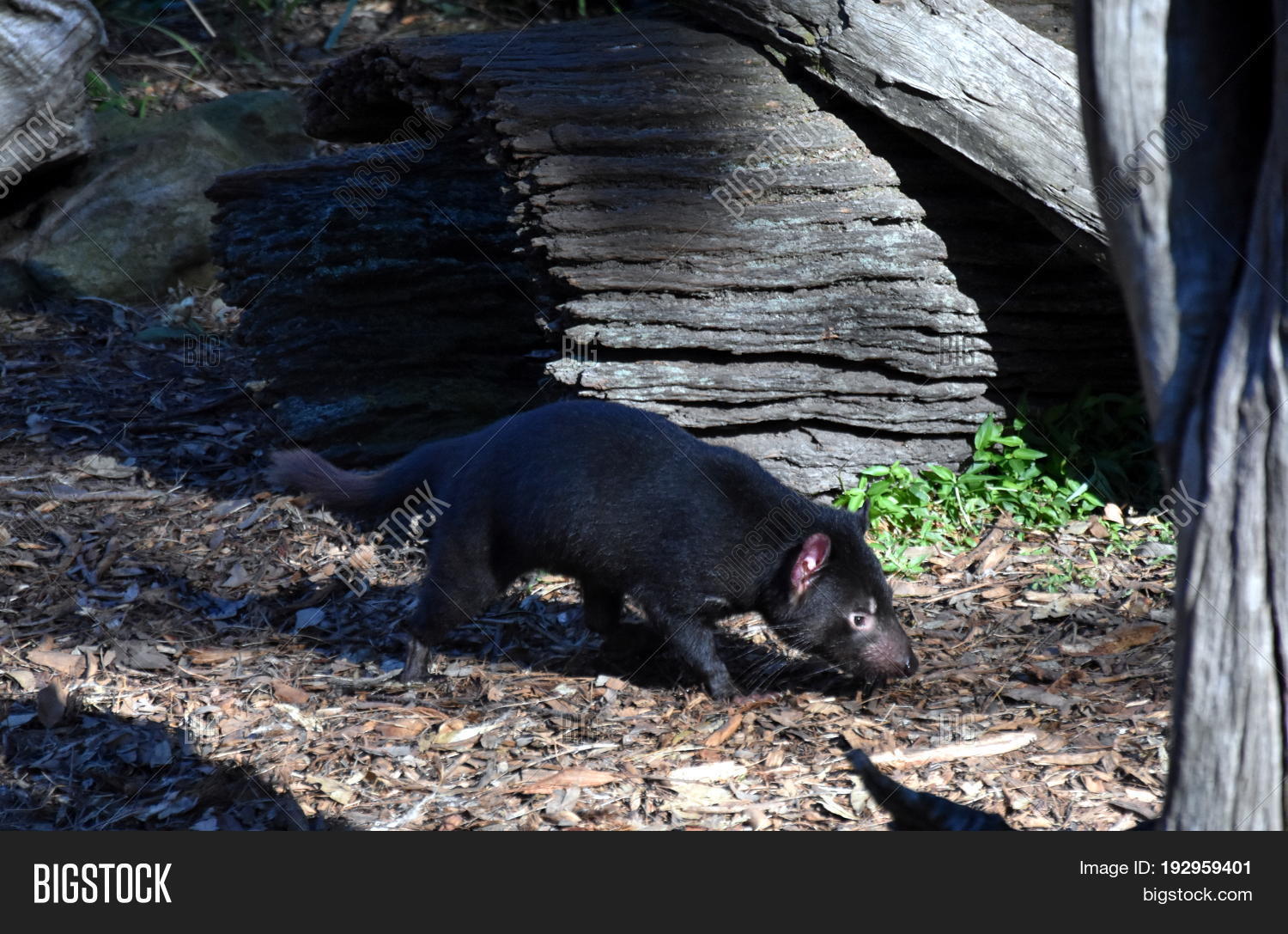 Tamanian Devil ( Image & Photo (Free Trial) | Bigstock