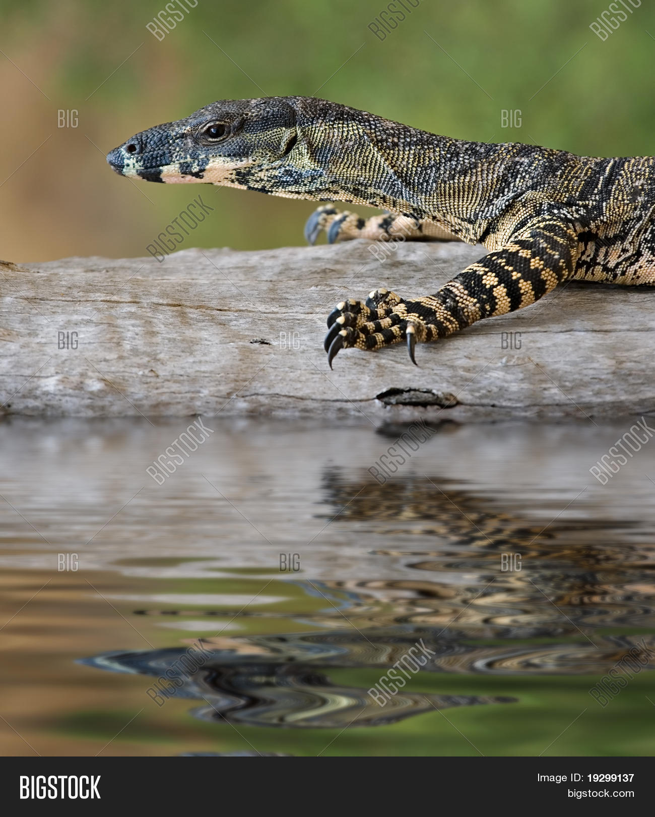 Goanna Walking Along Image & Photo (Free Trial) | Bigstock
