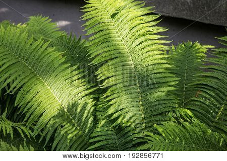 Fern Images, Illustrations, Vectors - Fern Stock Photos & Images | Bigstock