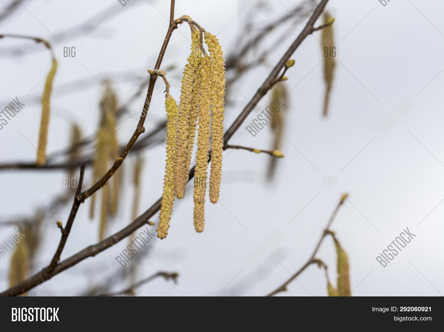 Yellow Flower Hazel Image & Photo (Free Trial) | Bigstock