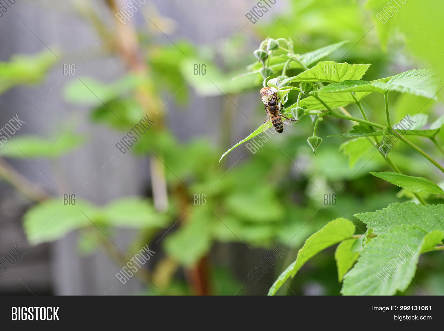 One Bee On Flower. Image & Photo (Free Trial) | Bigstock