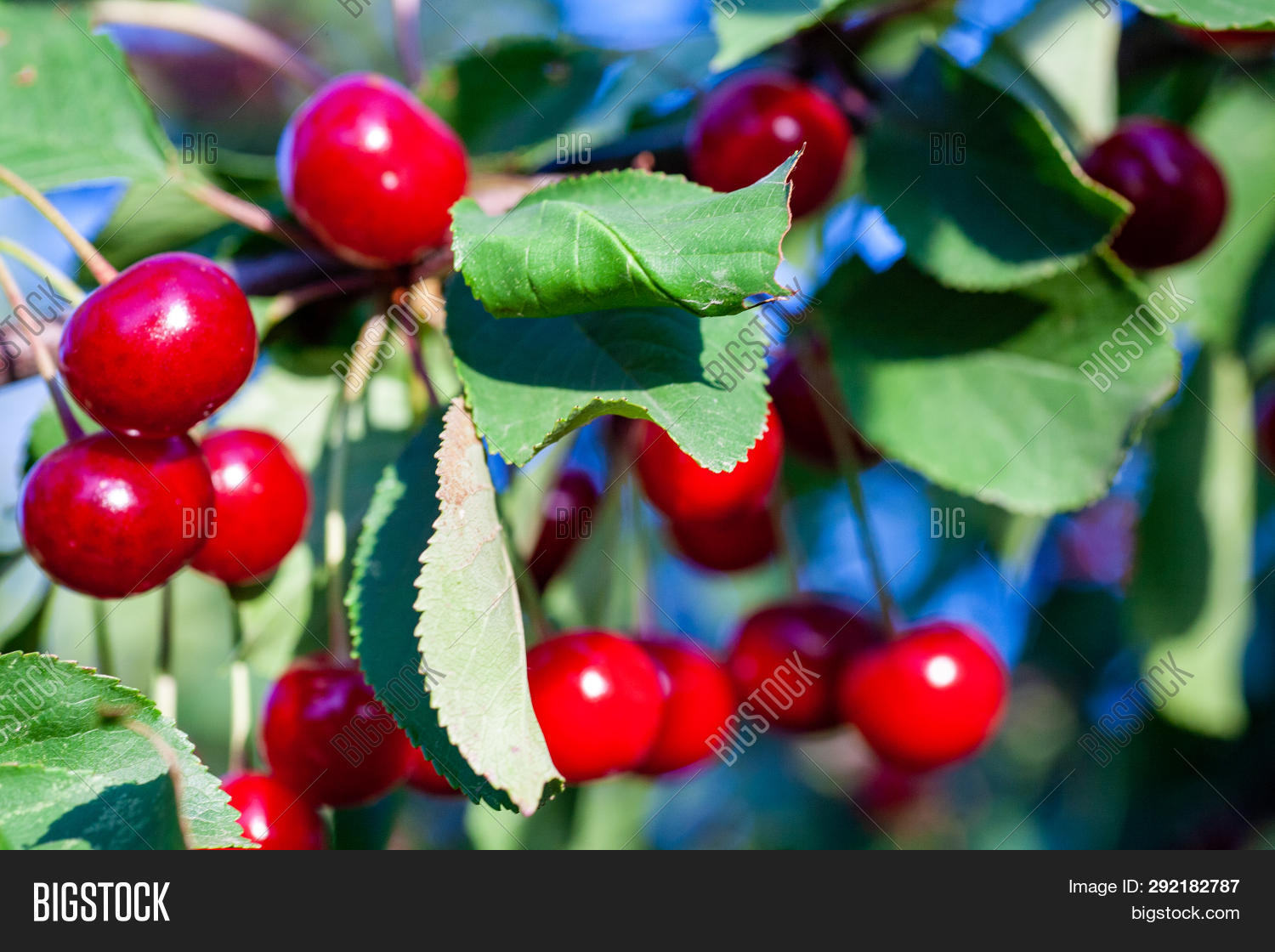 Ripe Cherry Fruit Image & Photo (Free Trial) | Bigstock