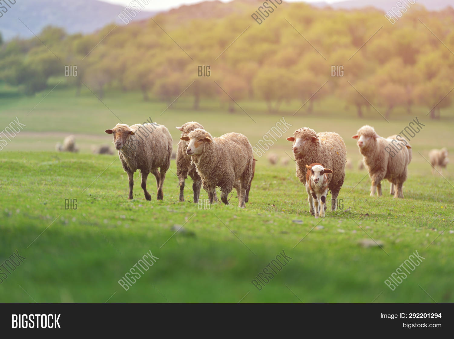 Flock Sheep On Fresh Image & Photo (Free Trial) | Bigstock