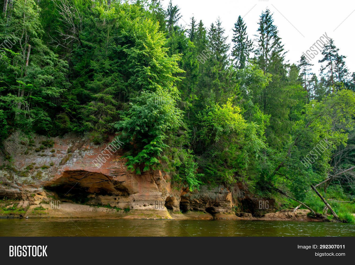 Forest Cliff Background